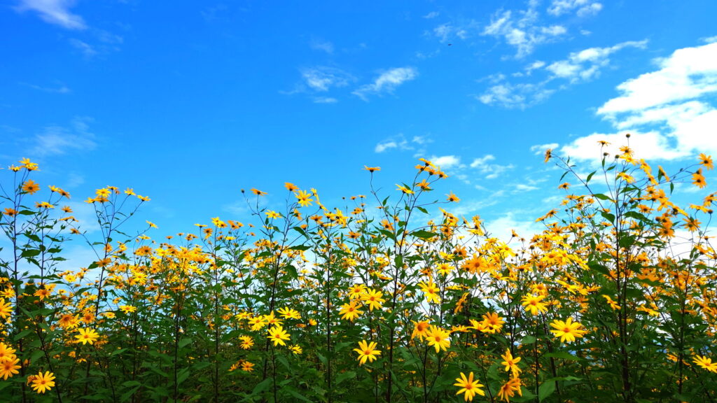 9月からの生徒募集のお知らせ - shin MIC
